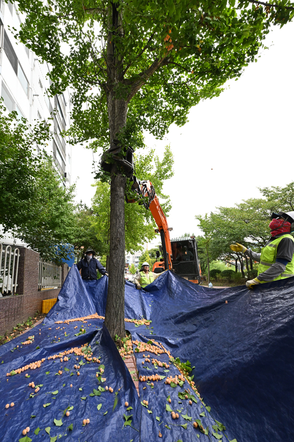 은행 조기 채취 악취 제거