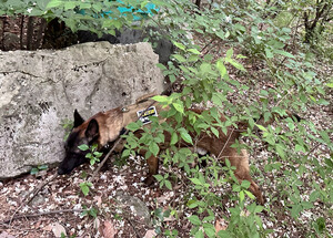 집·병원 나와 길 잃은 울산 치매노인들 경찰견·드론 수색통해 가족 품으로